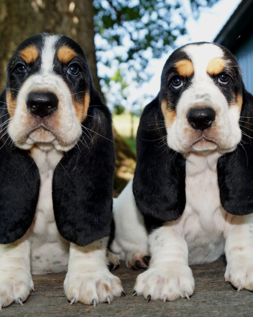 About Us - Stonewall Farm in Ava. MO