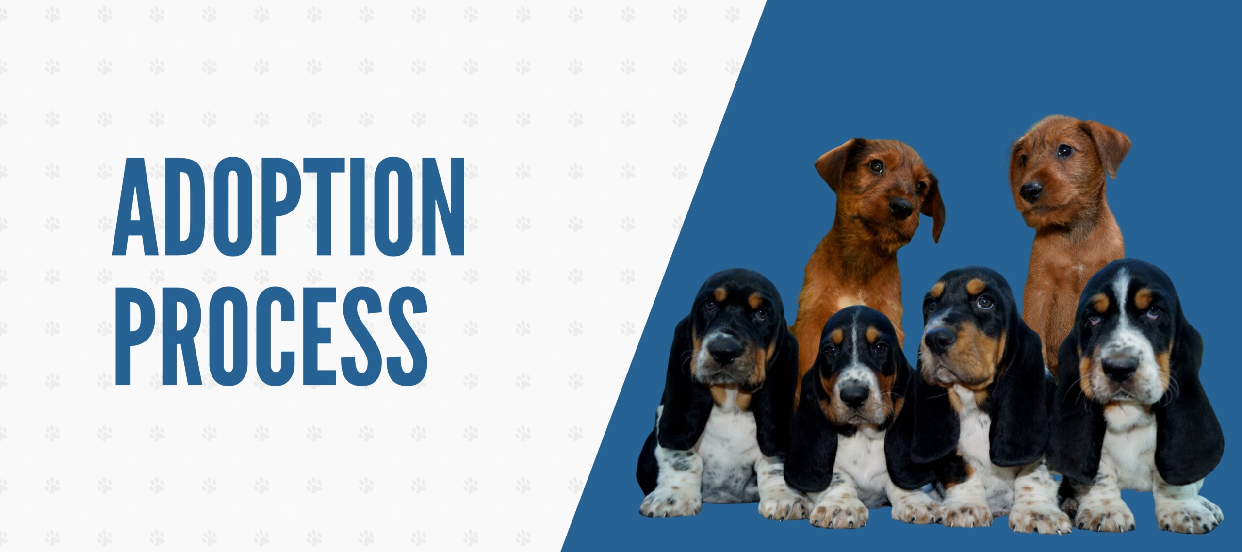 Adoption Process - Stonewall Farm in Ava, MO