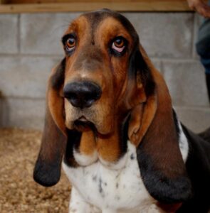 Basset Hound Studs - Stonewall Farm in Ava, MO