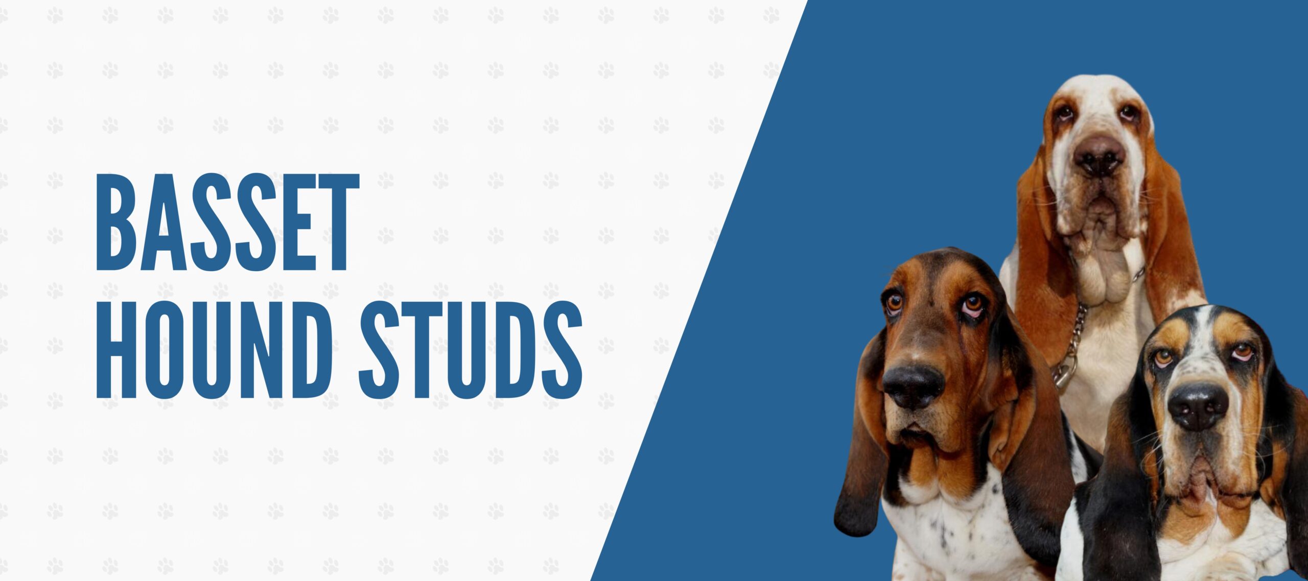 Basset Hound Studs - Stonewall Farm in Ava, MO