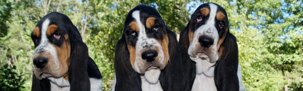 Basset Puppies - Stonewall Farm in Ava, MO