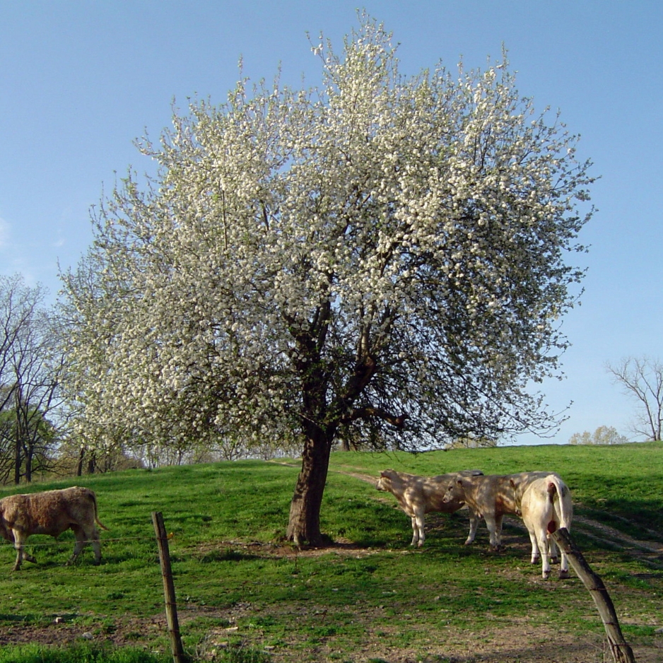 About Us - Stonewall Farm in Ava. MO