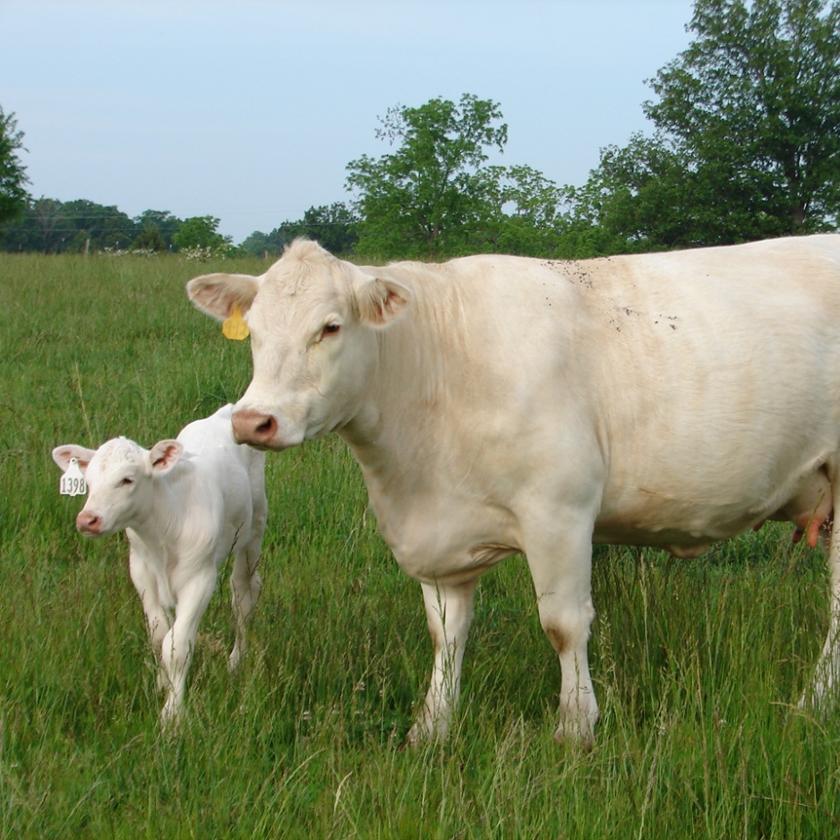 About Us - Stonewall Farm in Ava. MO