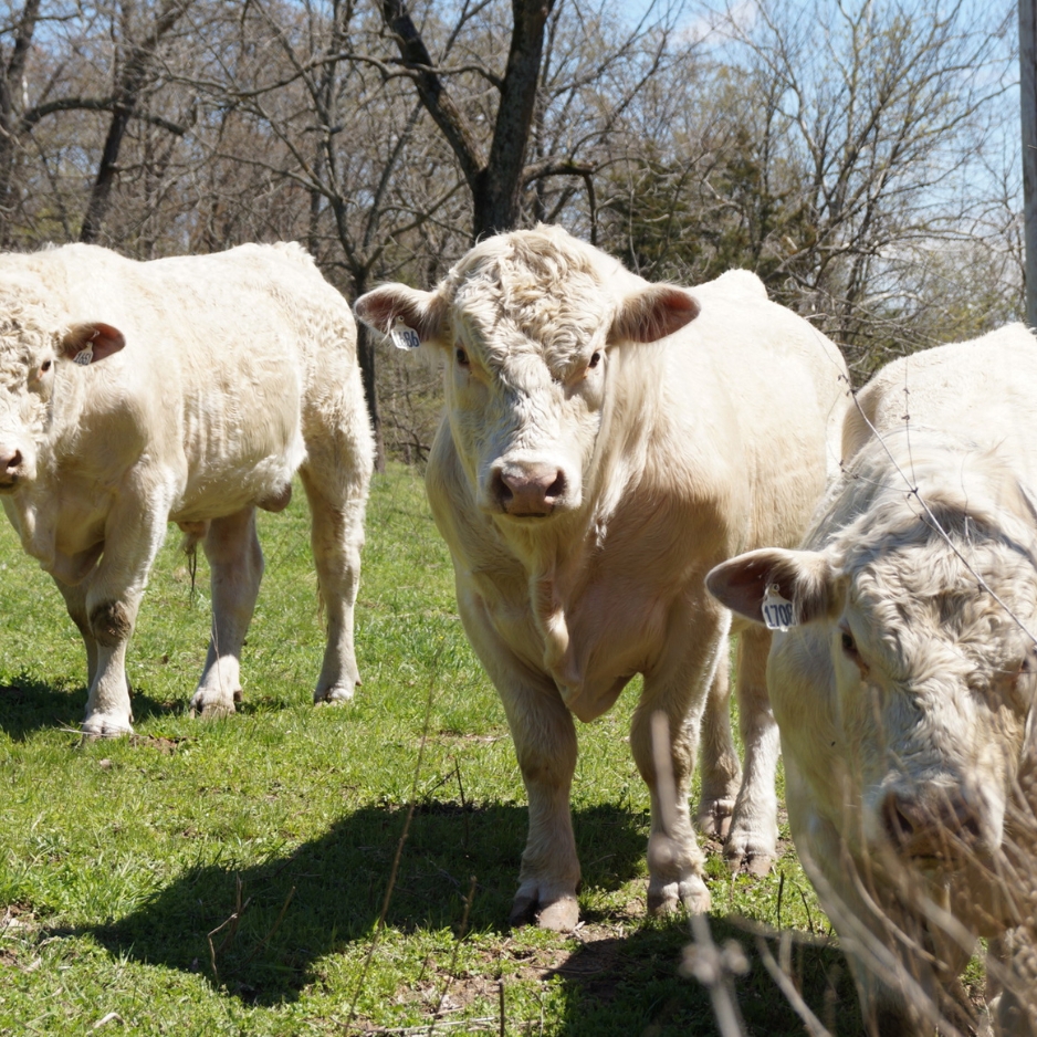 About Us - Stonewall Farm in Ava. MO