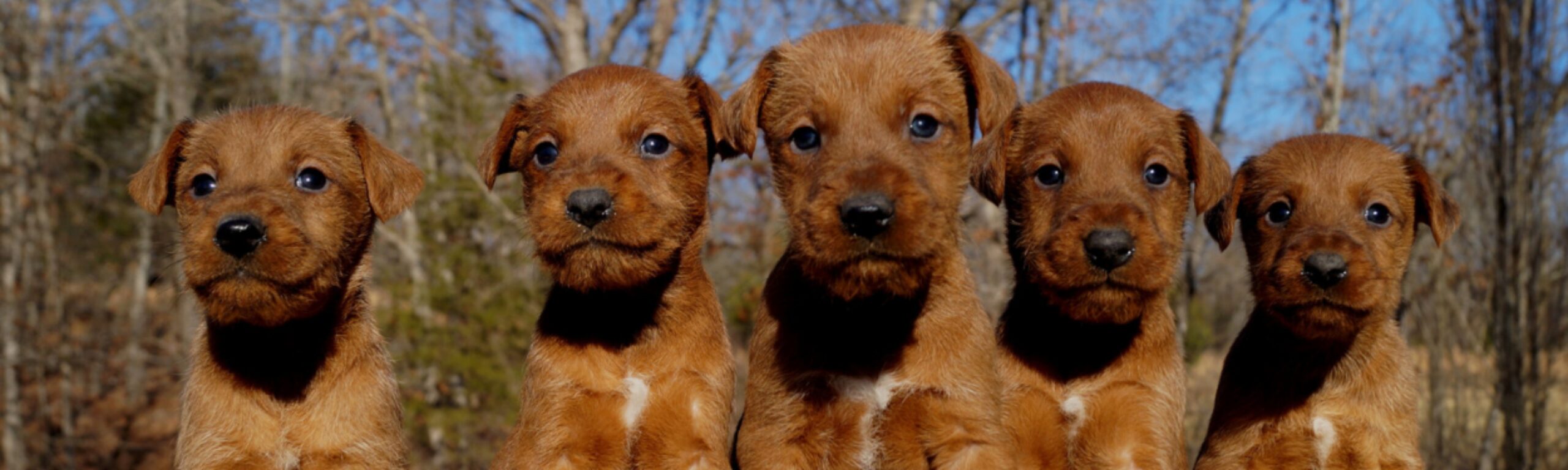 Irish Terriers - Stonewall Farm