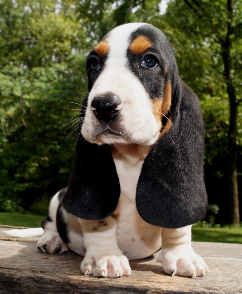 Basset Puppies - Stonewall Farm in Ava, MO