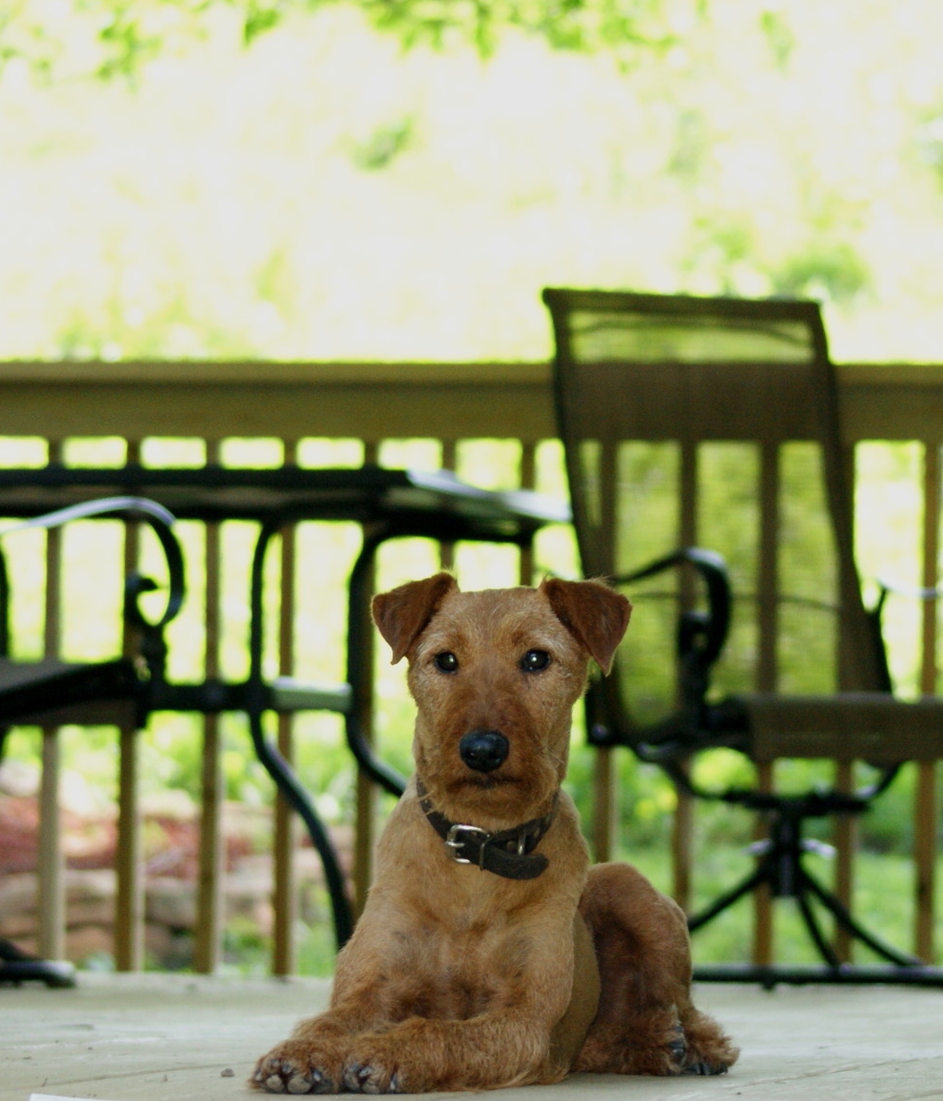 Irish Terriers - Stonewall Farm