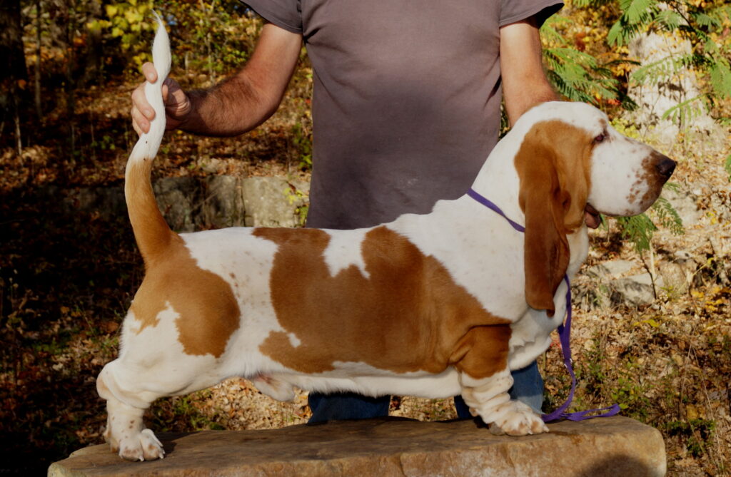 Basset Hound Studs - Stonewall Farm in Ava, MO