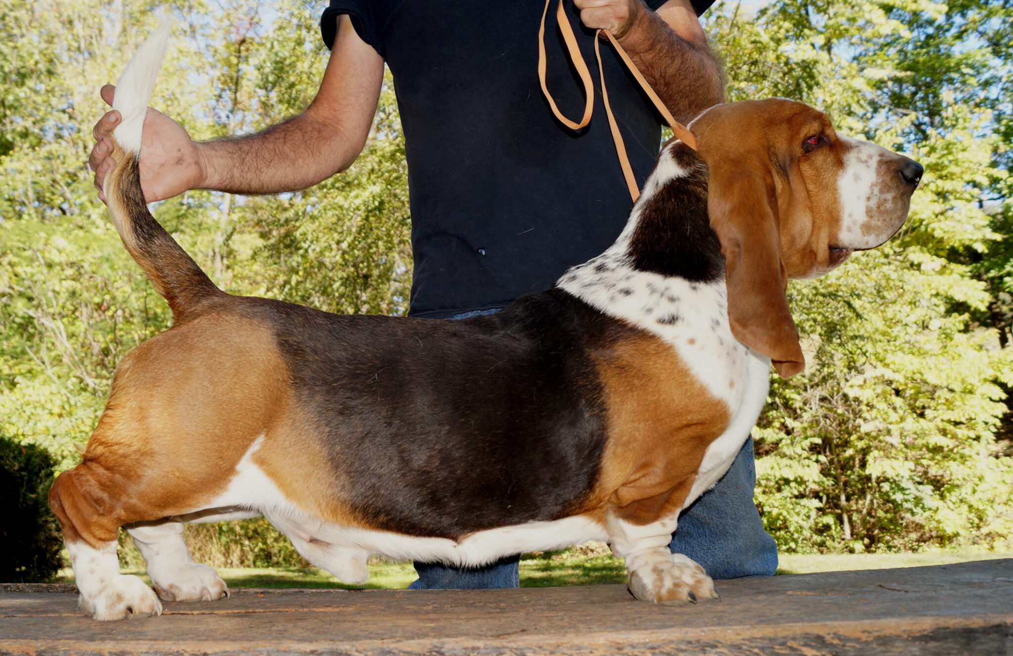 Basset Hound Studs - Stonewall Farm in Ava, MO
