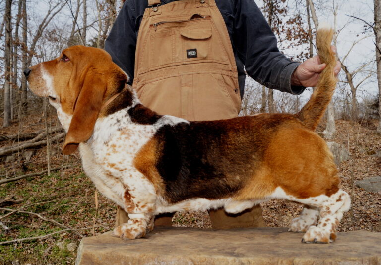 Basset Hound Studs - Stonewall Farm in Ava, MO