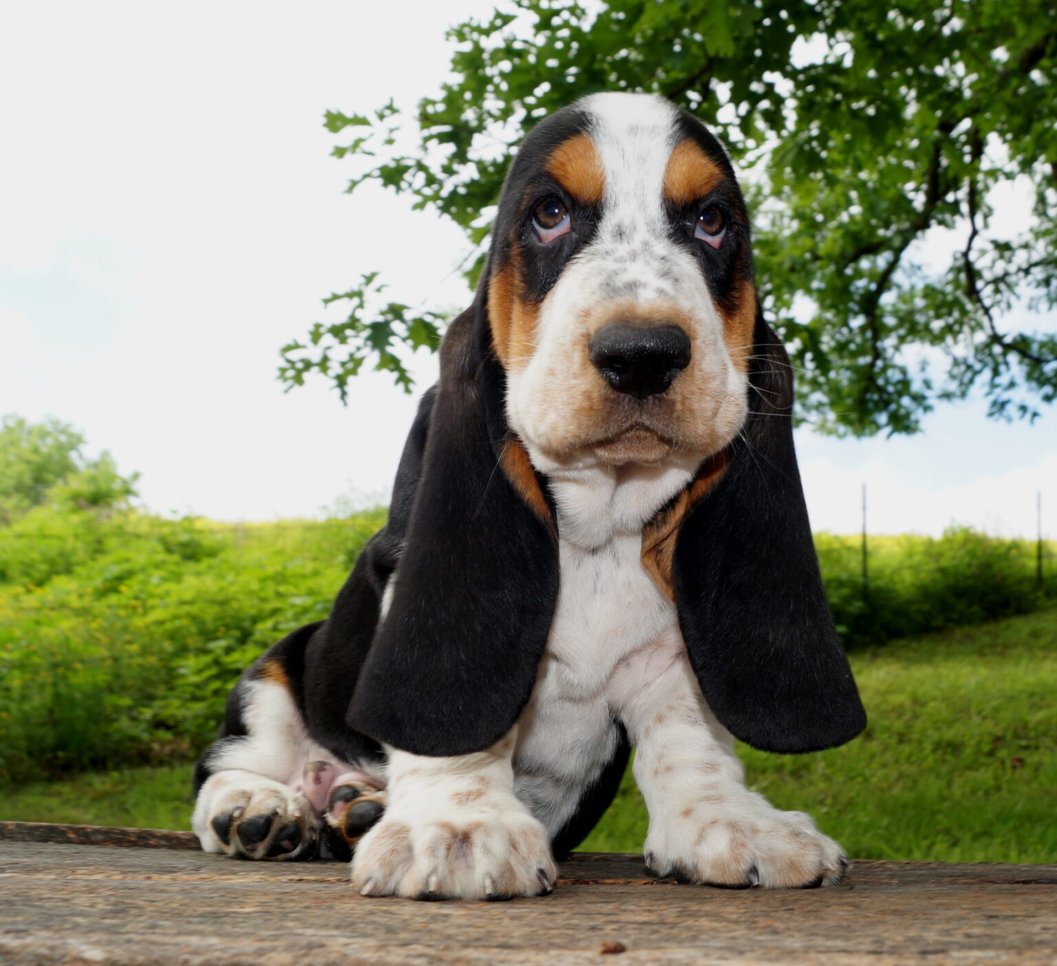 Basset Puppies - Stonewall Farm in Ava, MO