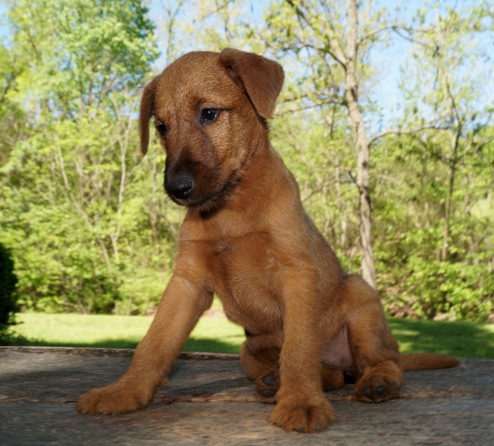 Irish Terriers - Stonewall Farm