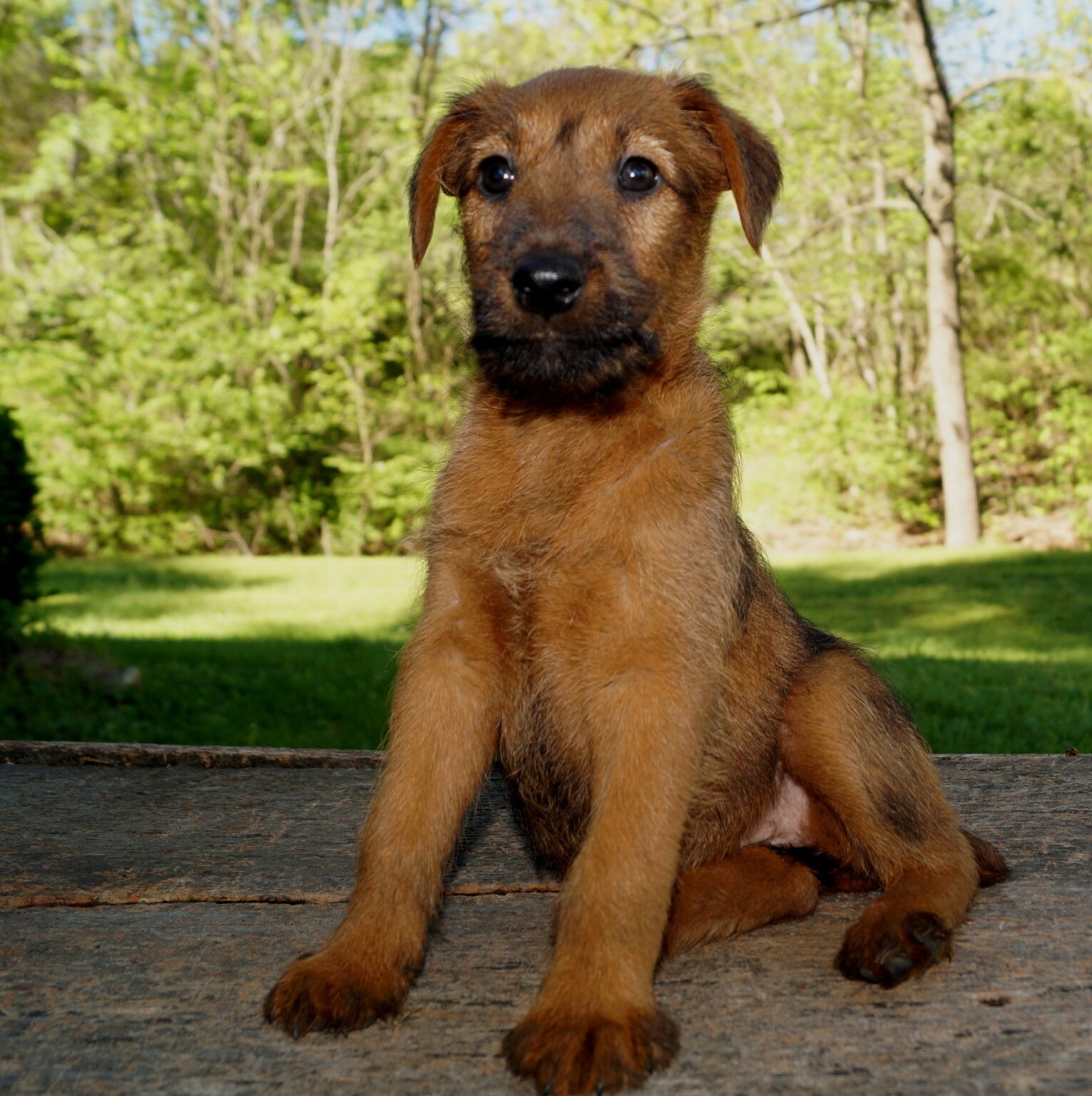 Irish Terriers - Stonewall Farm