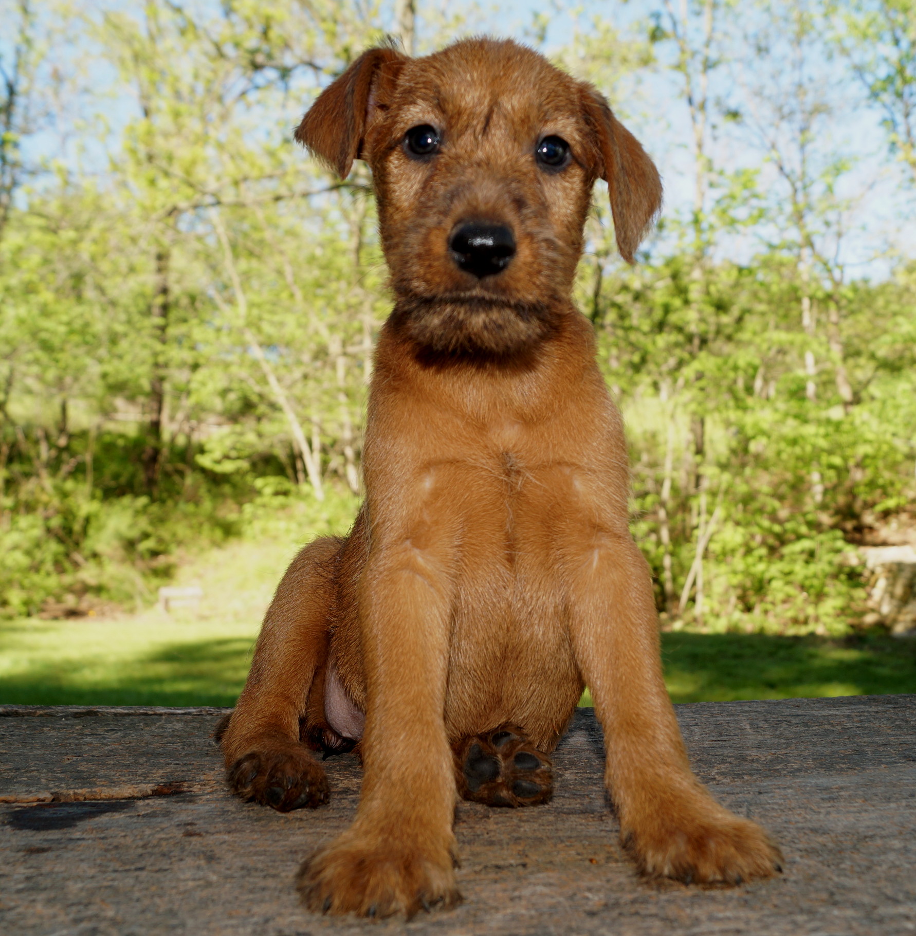 Irish Terriers - Stonewall Farm