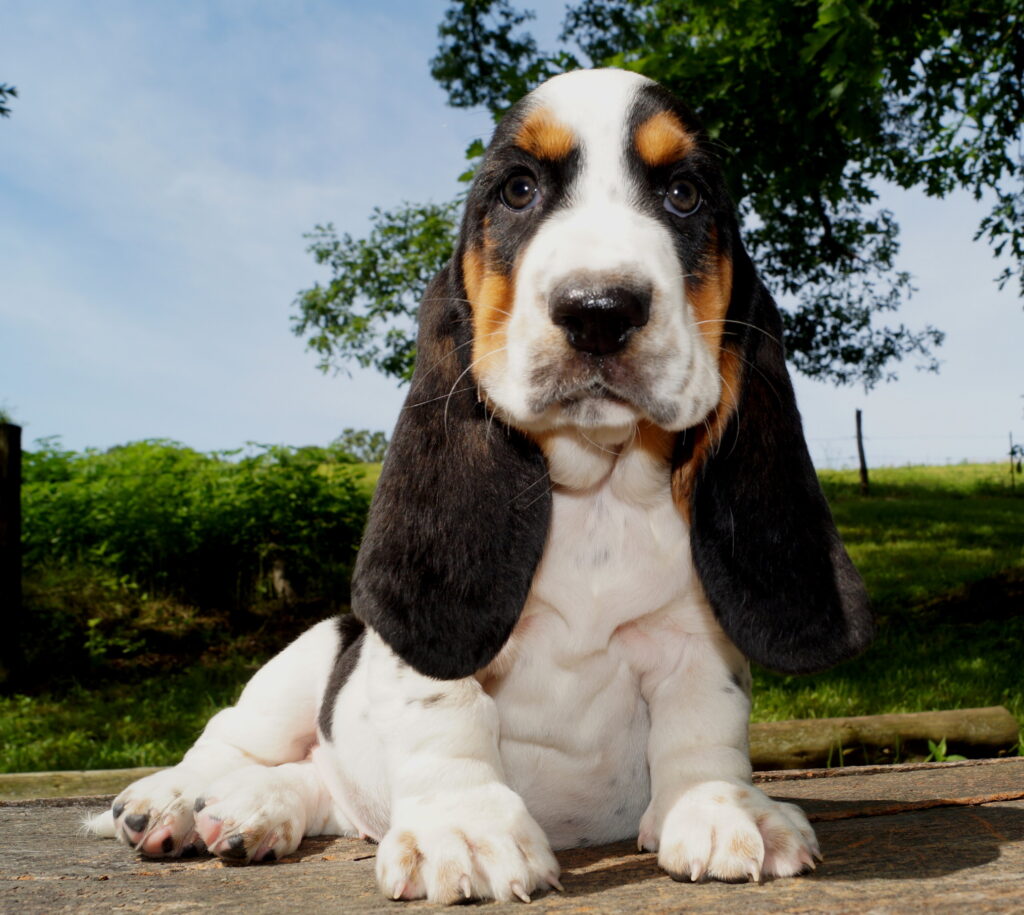 Basset Puppies - Stonewall Farm in Ava, MO