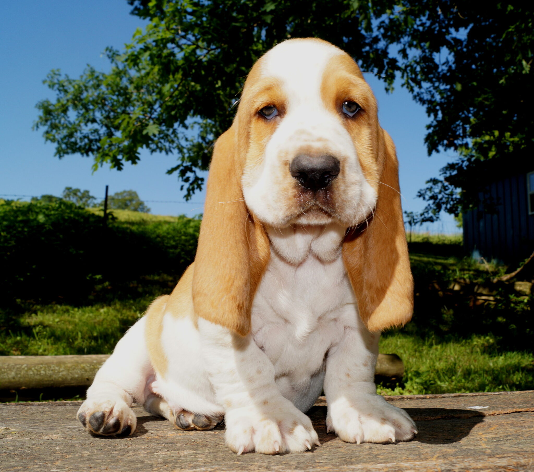 Basset Puppies - Stonewall Farm in Ava, MO