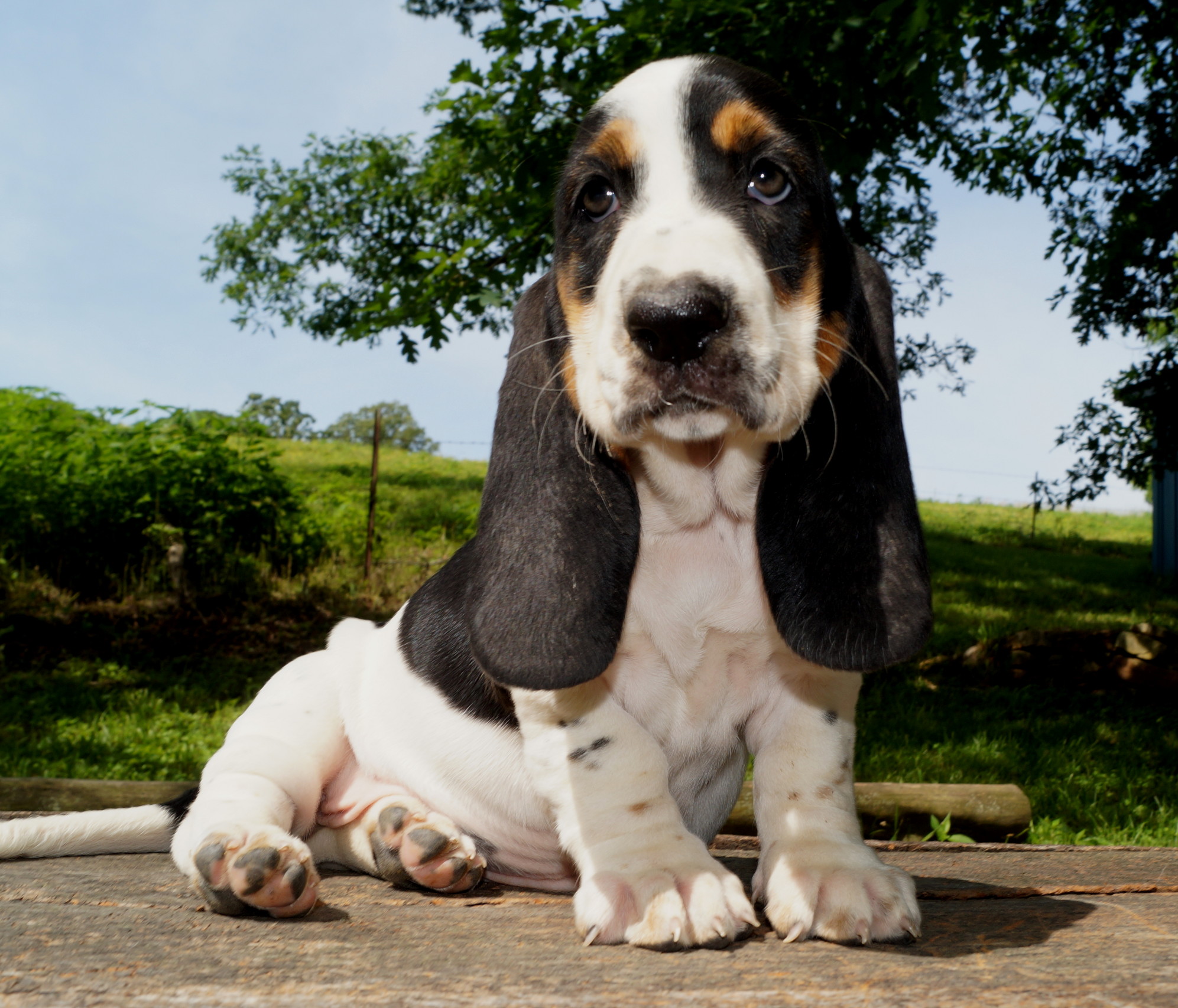 Basset Puppies - Stonewall Farm in Ava, MO