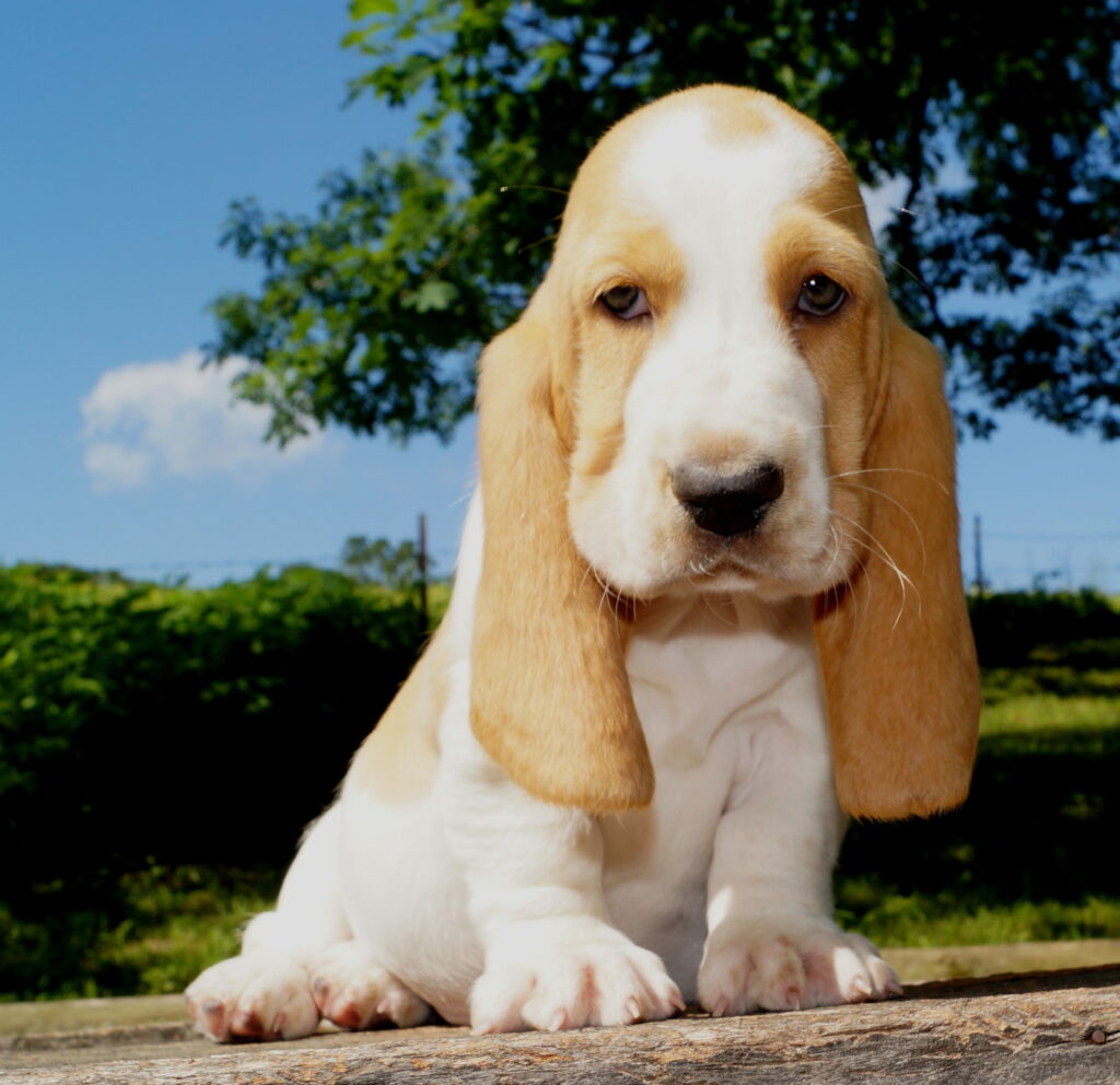 Basset Puppies - Stonewall Farm in Ava, MO