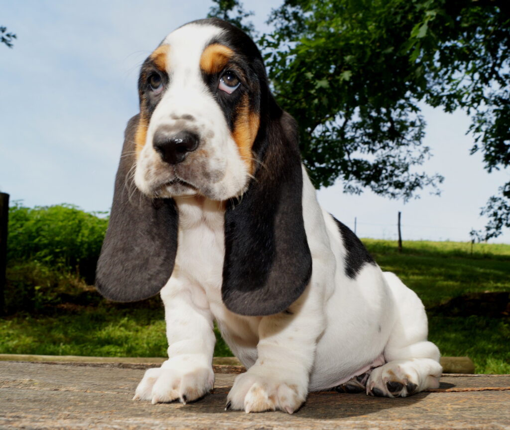 Basset Puppies - Stonewall Farm in Ava, MO