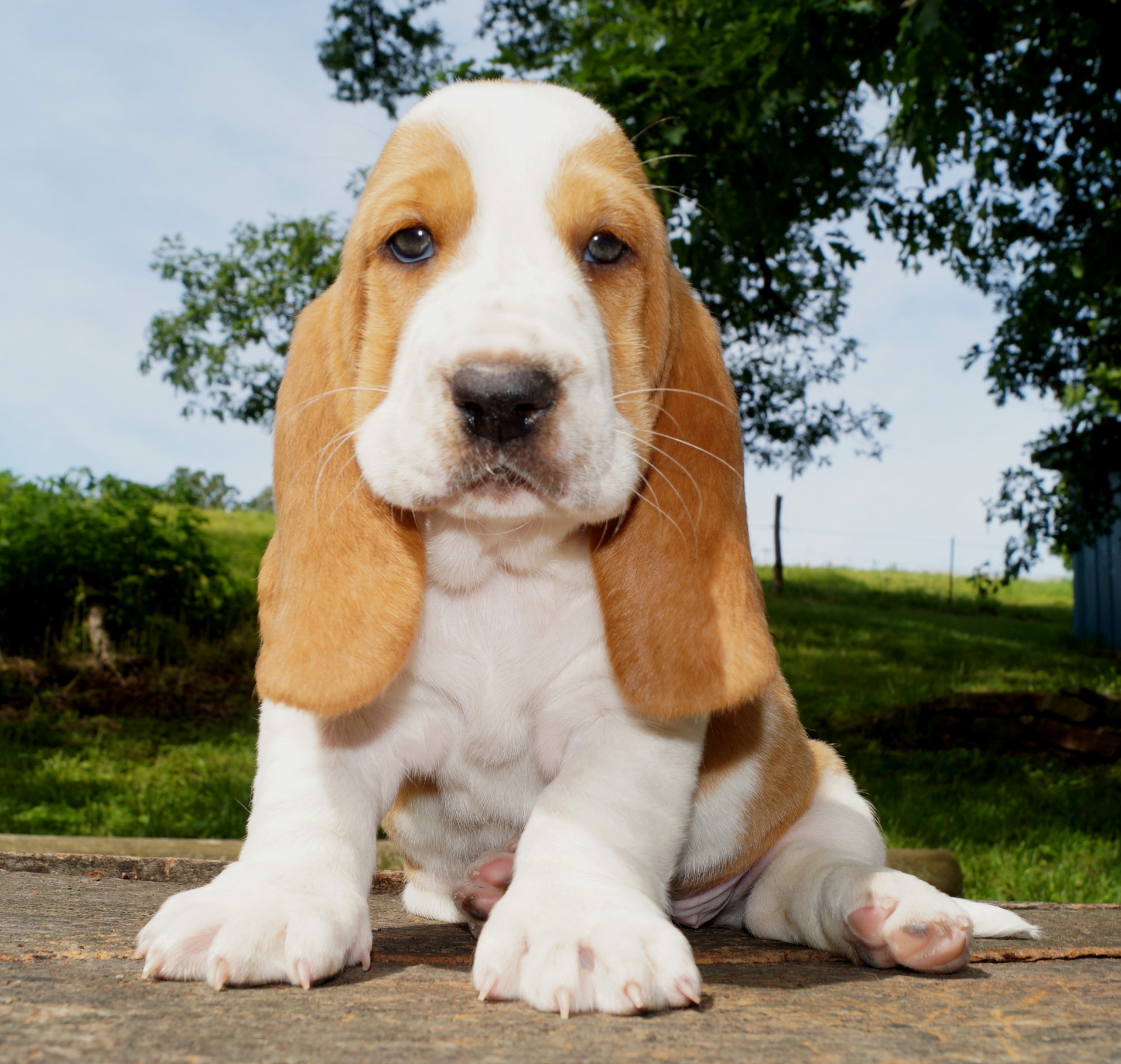Basset Puppies - Stonewall Farm in Ava, MO