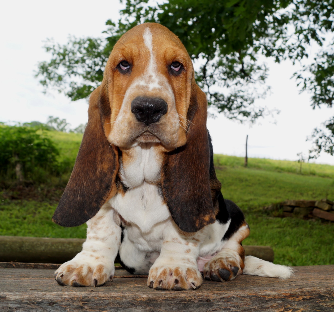 Basset Puppies - Stonewall Farm in Ava, MO