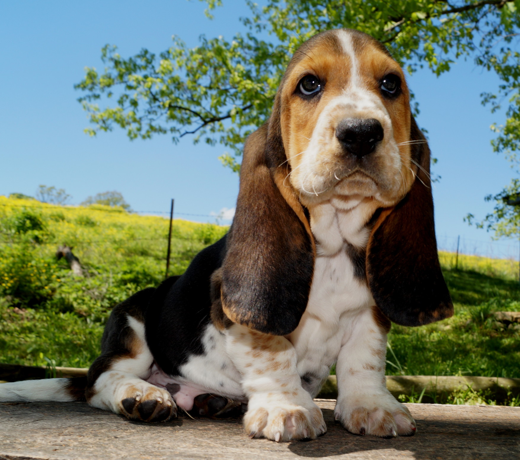 Basset Puppies - Stonewall Farm in Ava, MO