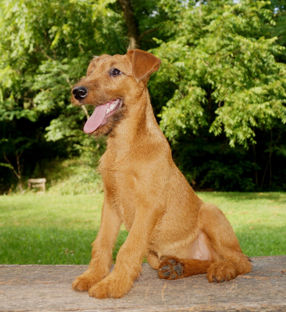 Irish Terriers - Stonewall Farm