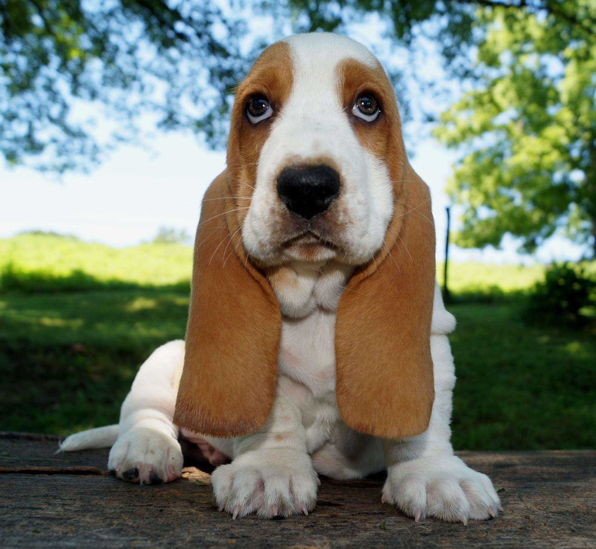 Basset Puppies - Stonewall Farm in Ava, MO