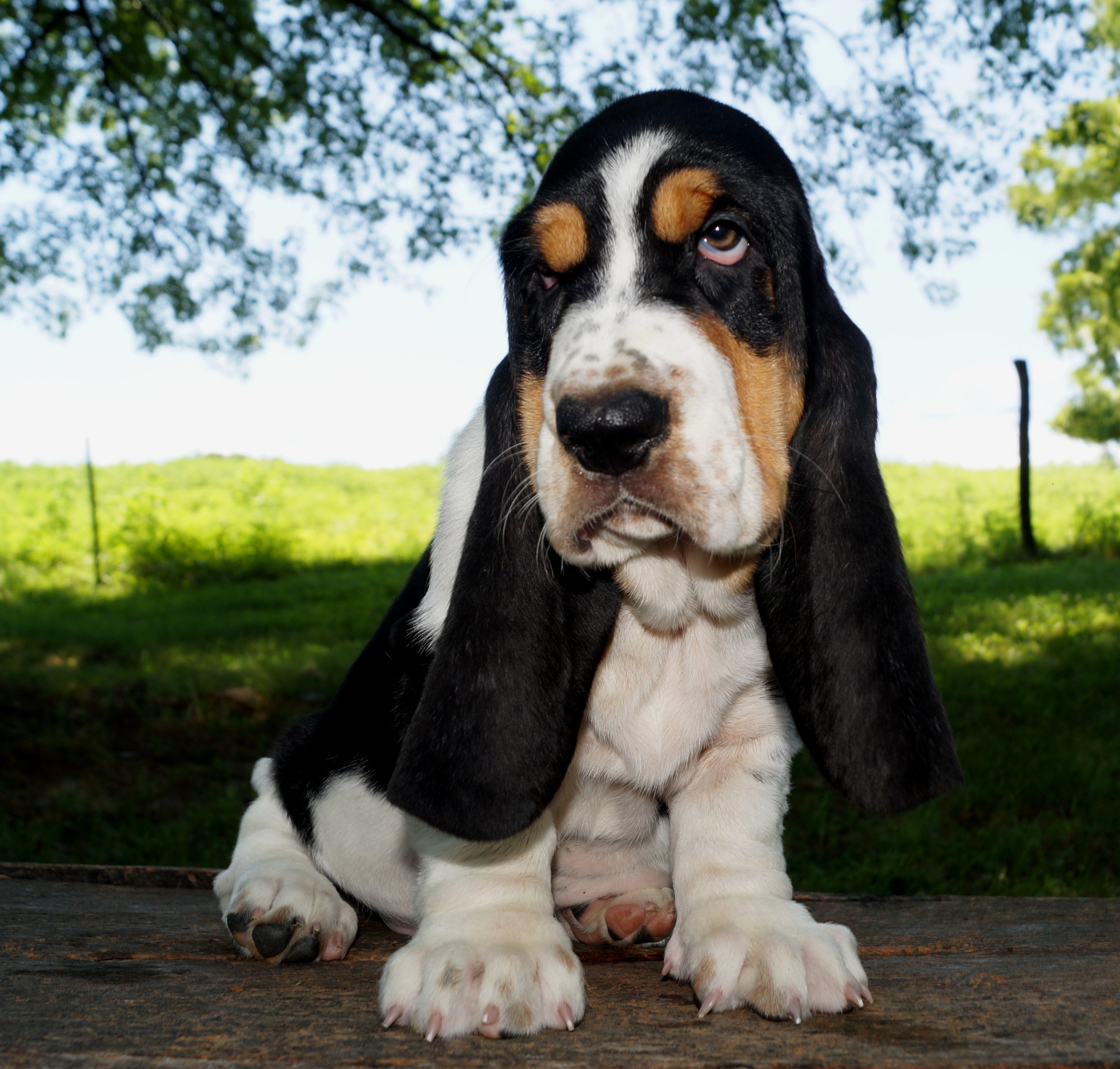 Basset Puppies - Stonewall Farm in Ava, MO