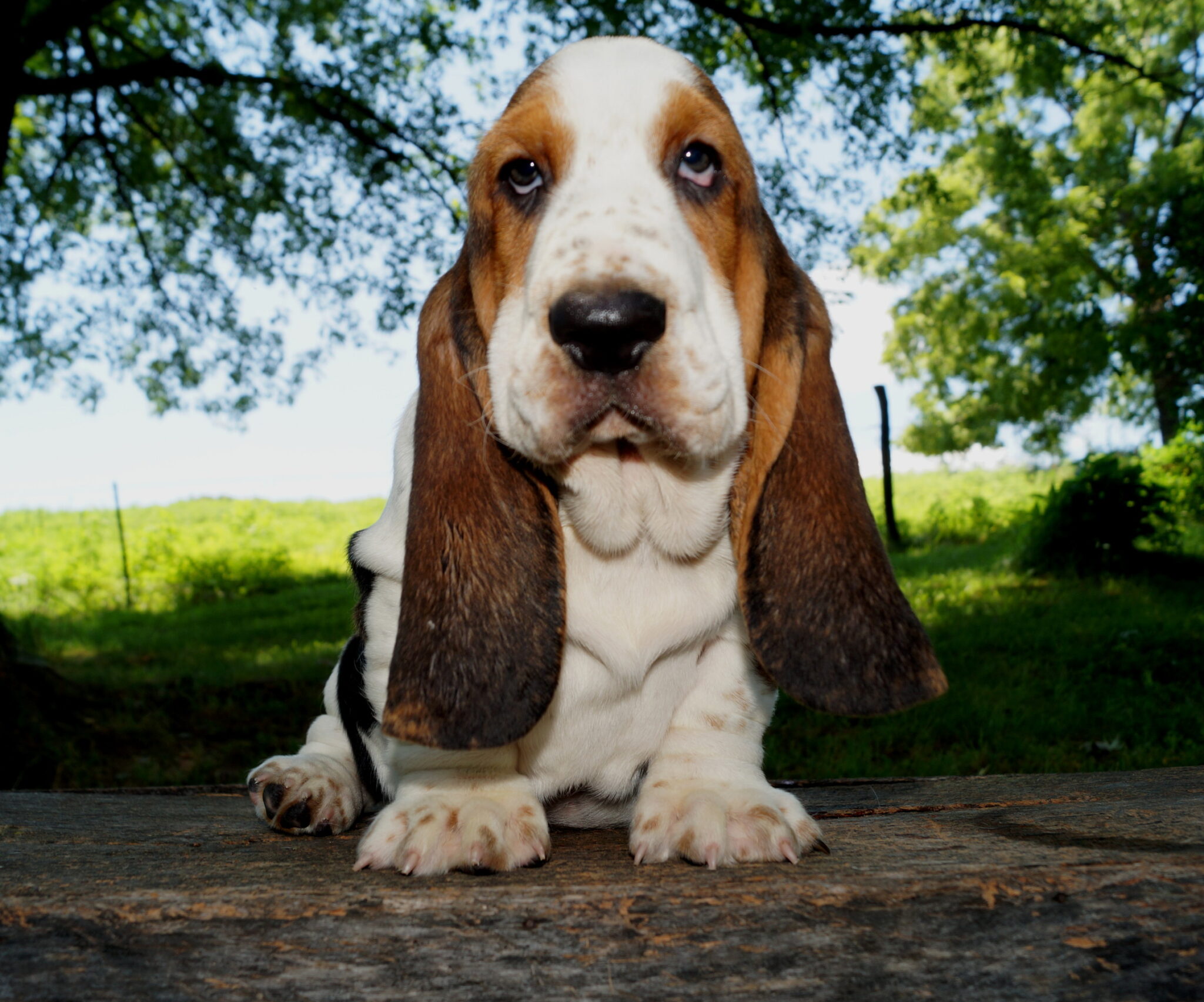 Basset Puppies - Stonewall Farm in Ava, MO