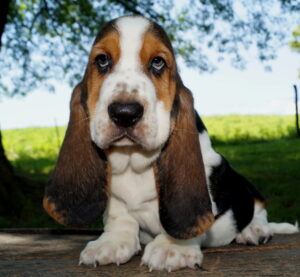 Basset Puppies - Stonewall Farm in Ava, MO