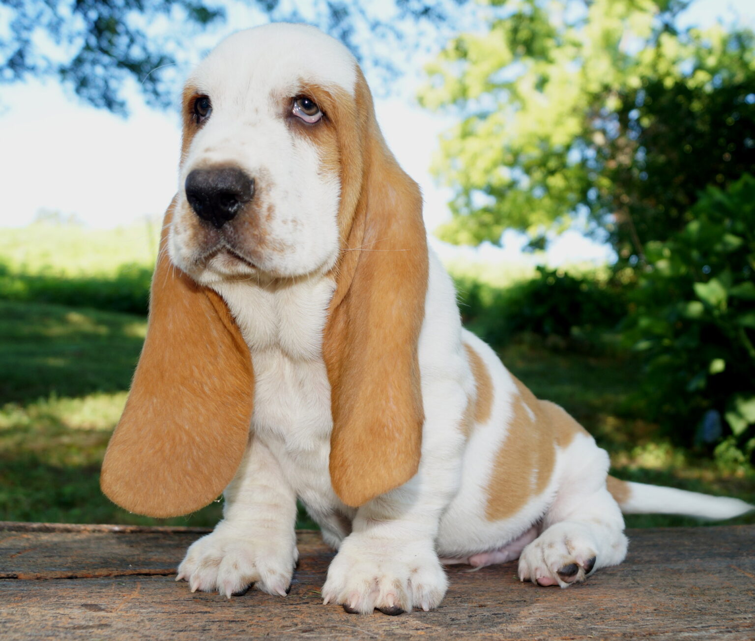 Basset Puppies - Stonewall Farm in Ava, MO