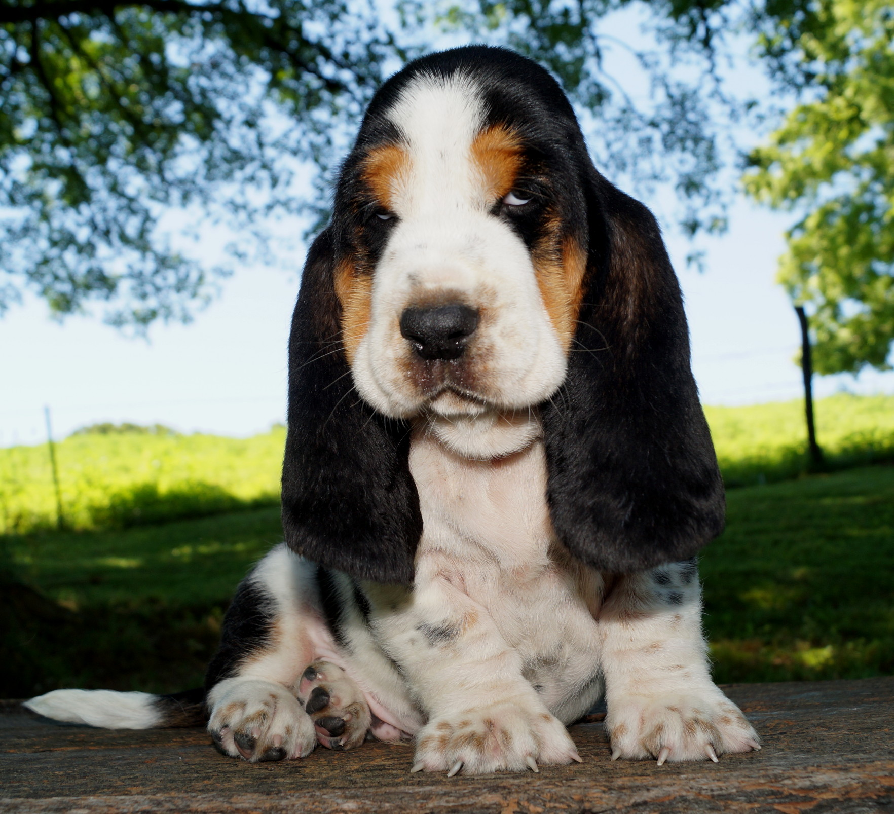 Basset Puppies - Stonewall Farm in Ava, MO