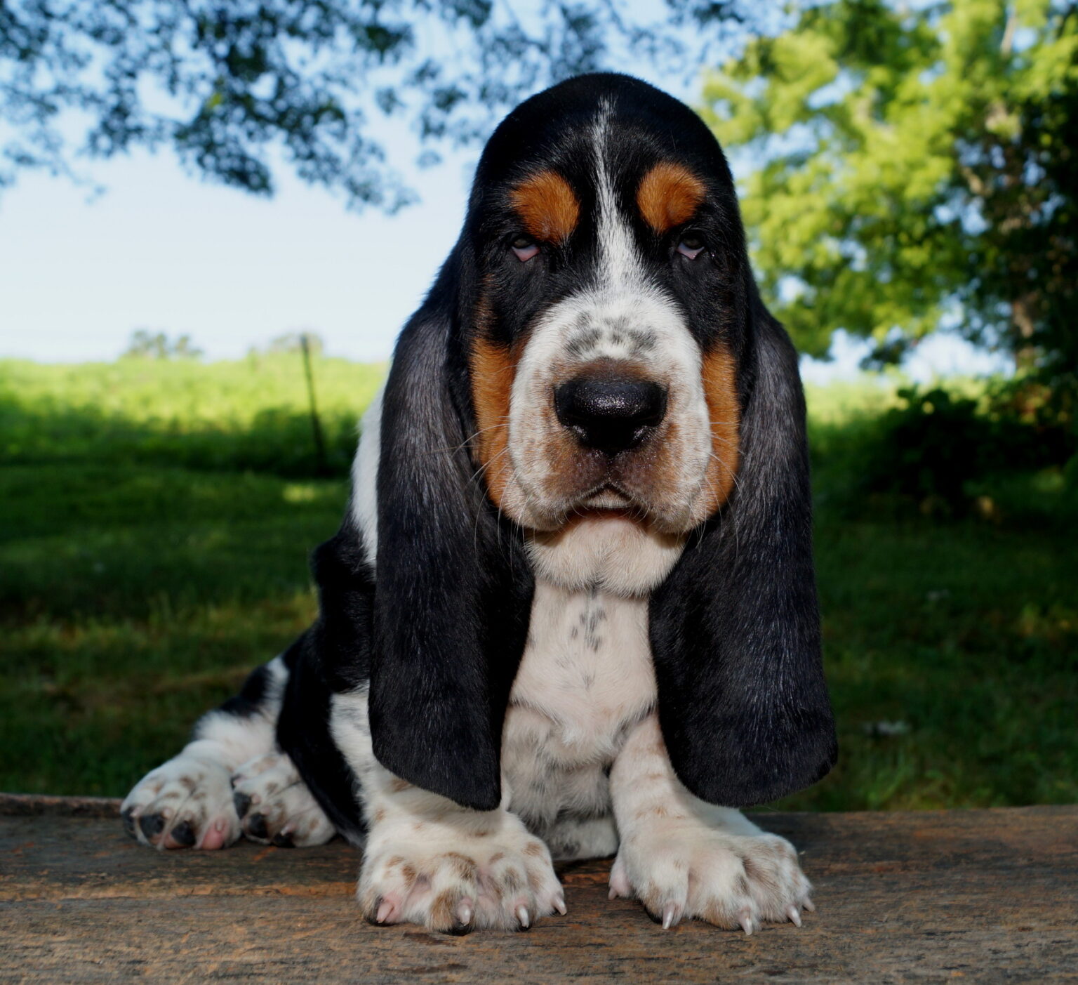 Basset Puppies - Stonewall Farm in Ava, MO
