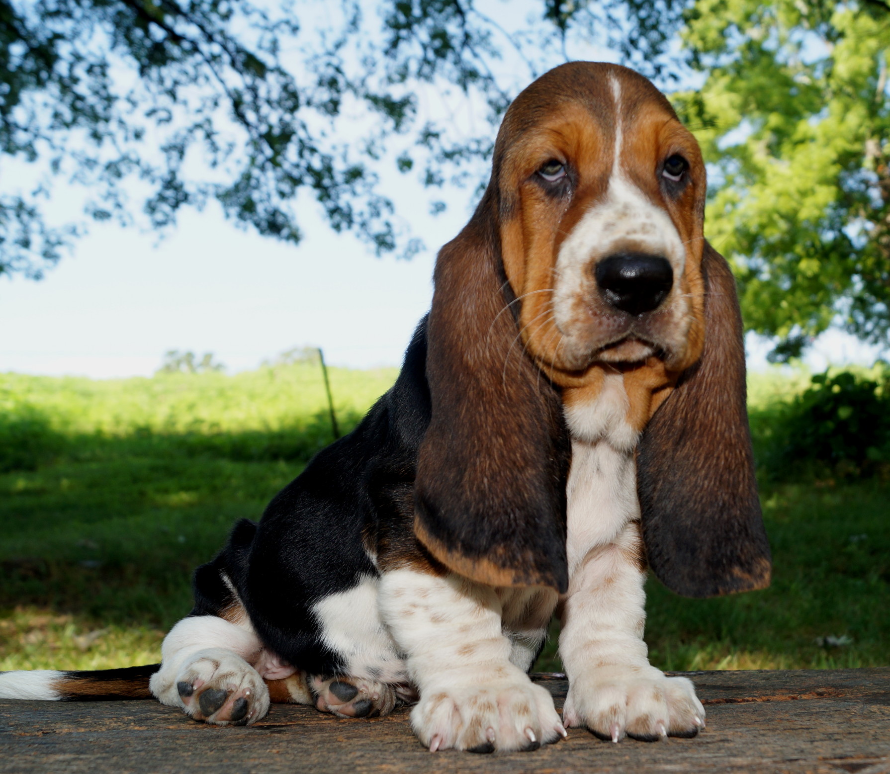 Basset Puppies - Stonewall Farm in Ava, MO