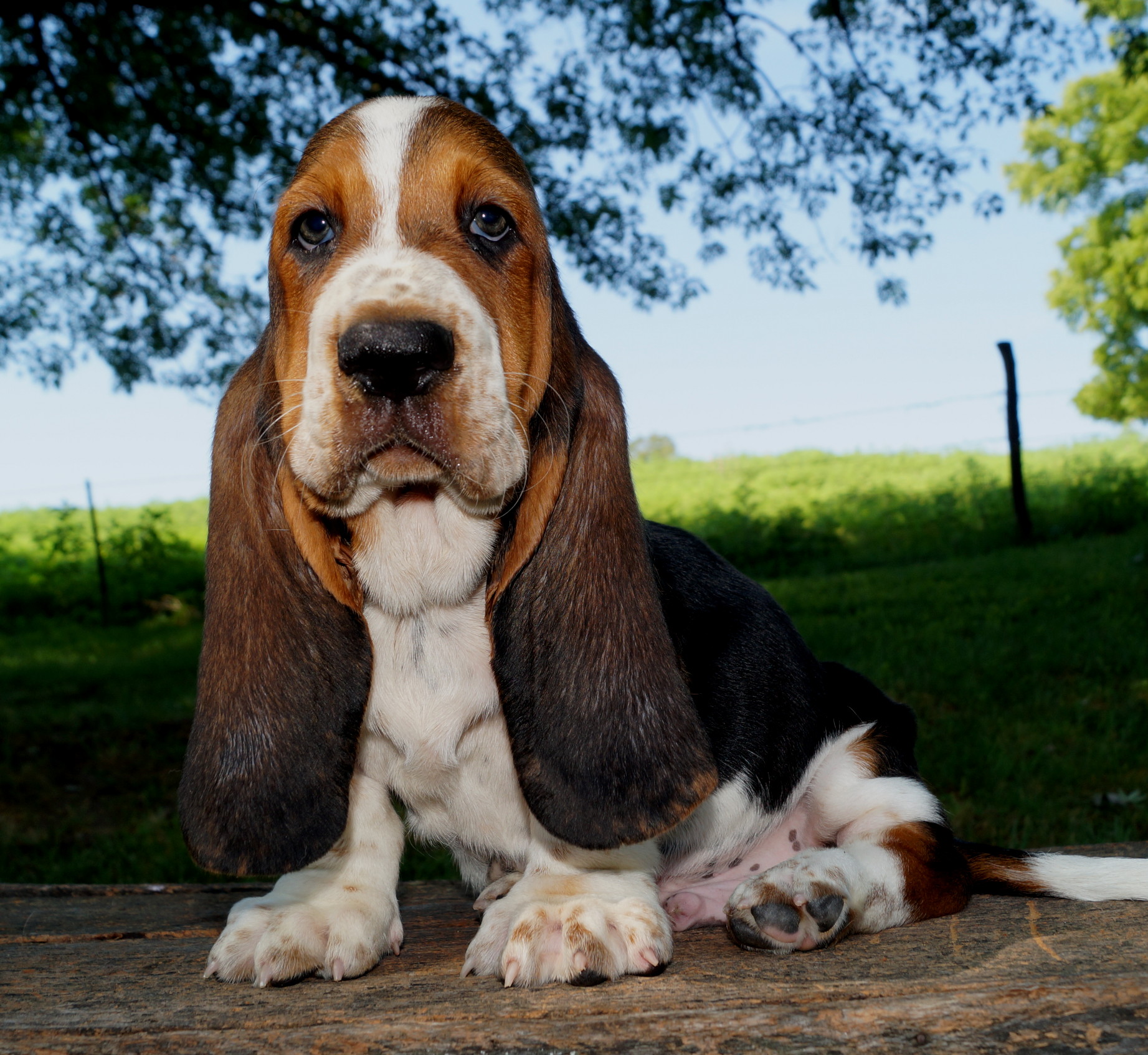 Basset Puppies - Stonewall Farm in Ava, MO