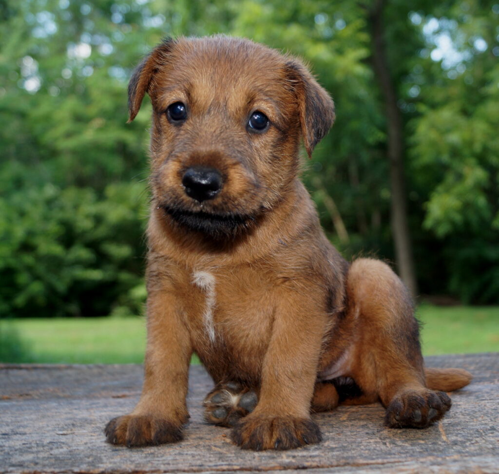 Irish Terriers - Stonewall Farm