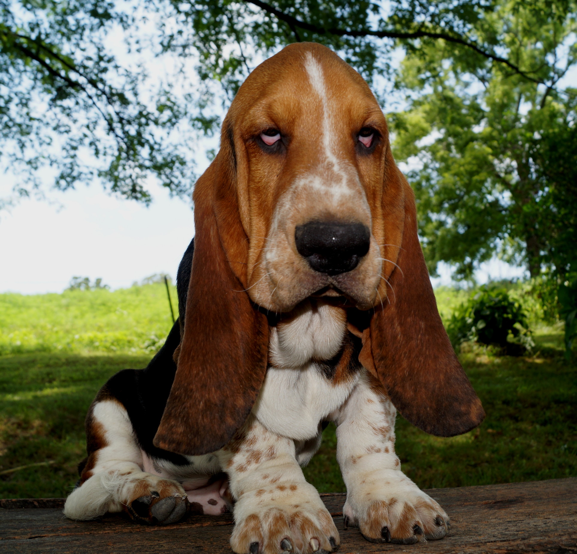 Basset Puppies - Stonewall Farm in Ava, MO