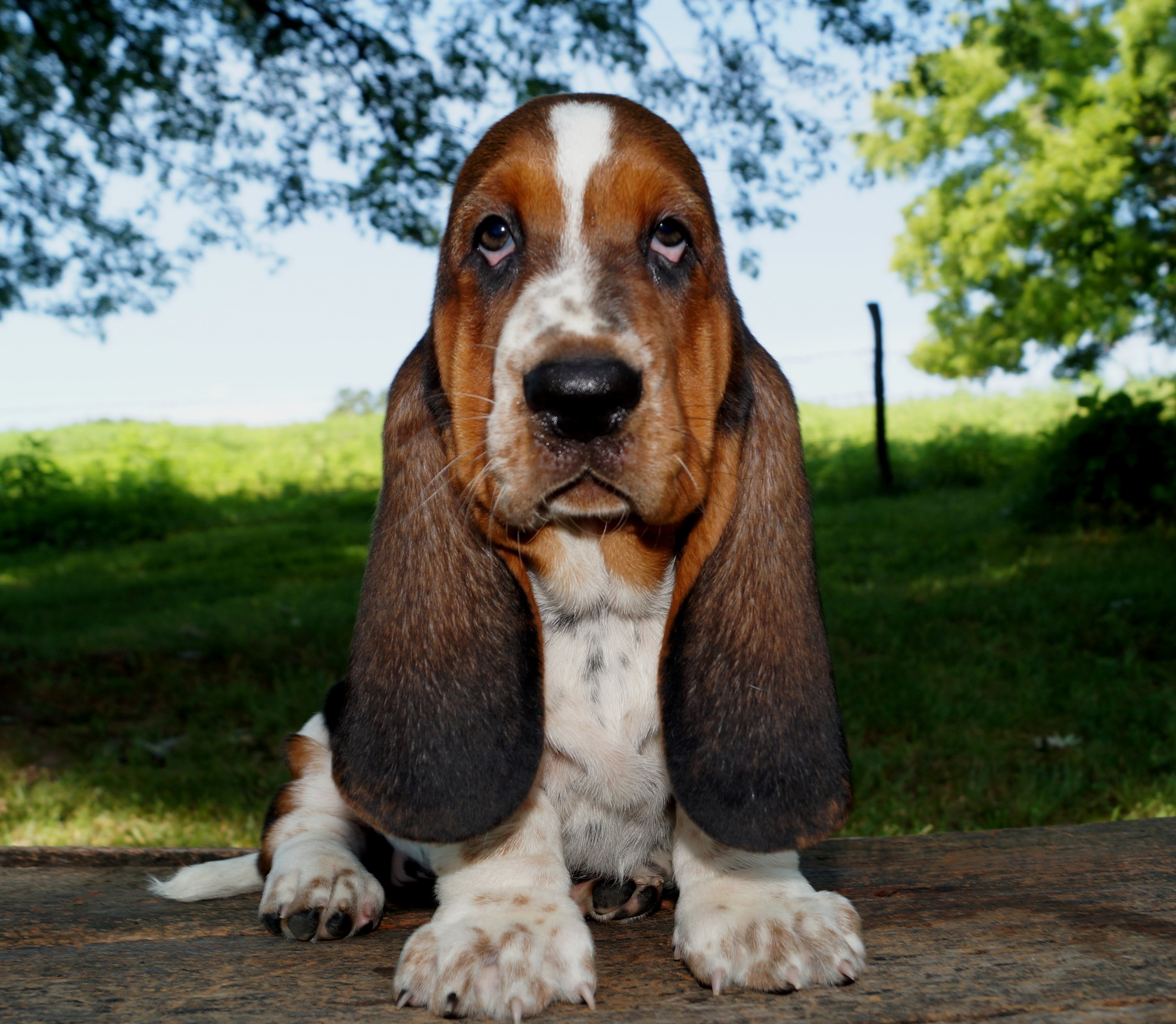 Basset Puppies - Stonewall Farm in Ava, MO