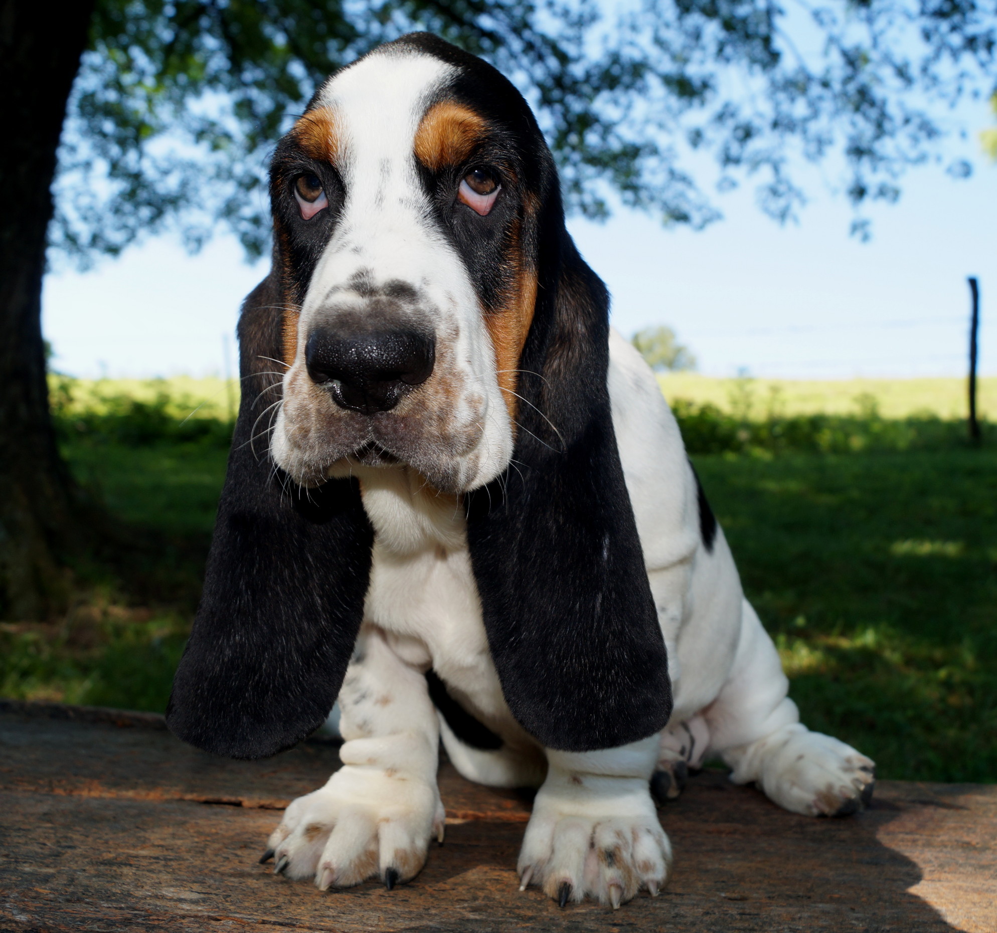 Basset Puppies - Stonewall Farm in Ava, MO
