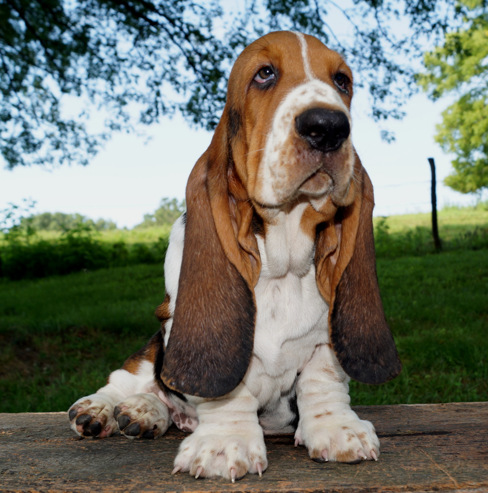 Basset Puppies - Stonewall Farm in Ava, MO