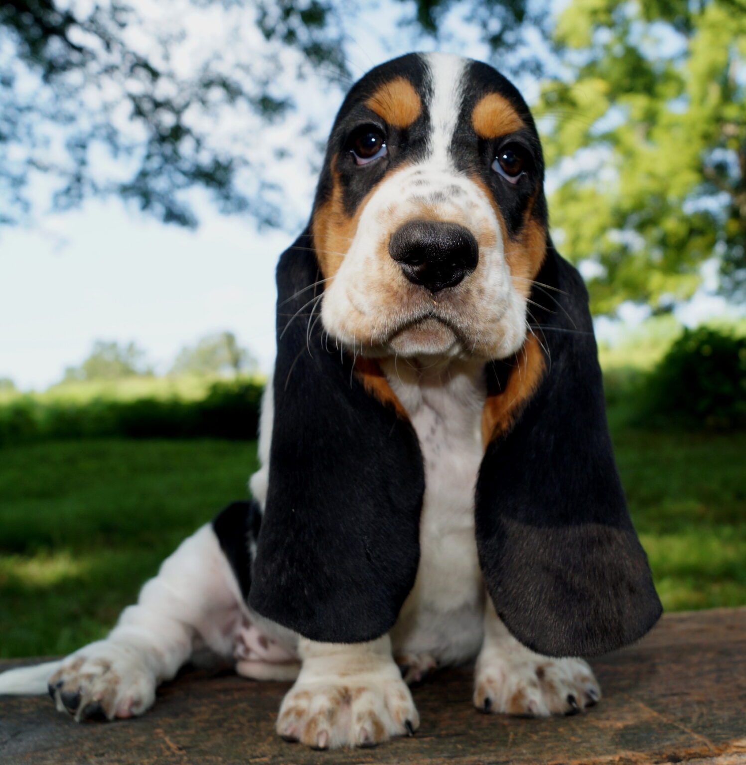 Basset Puppies - Stonewall Farm in Ava, MO