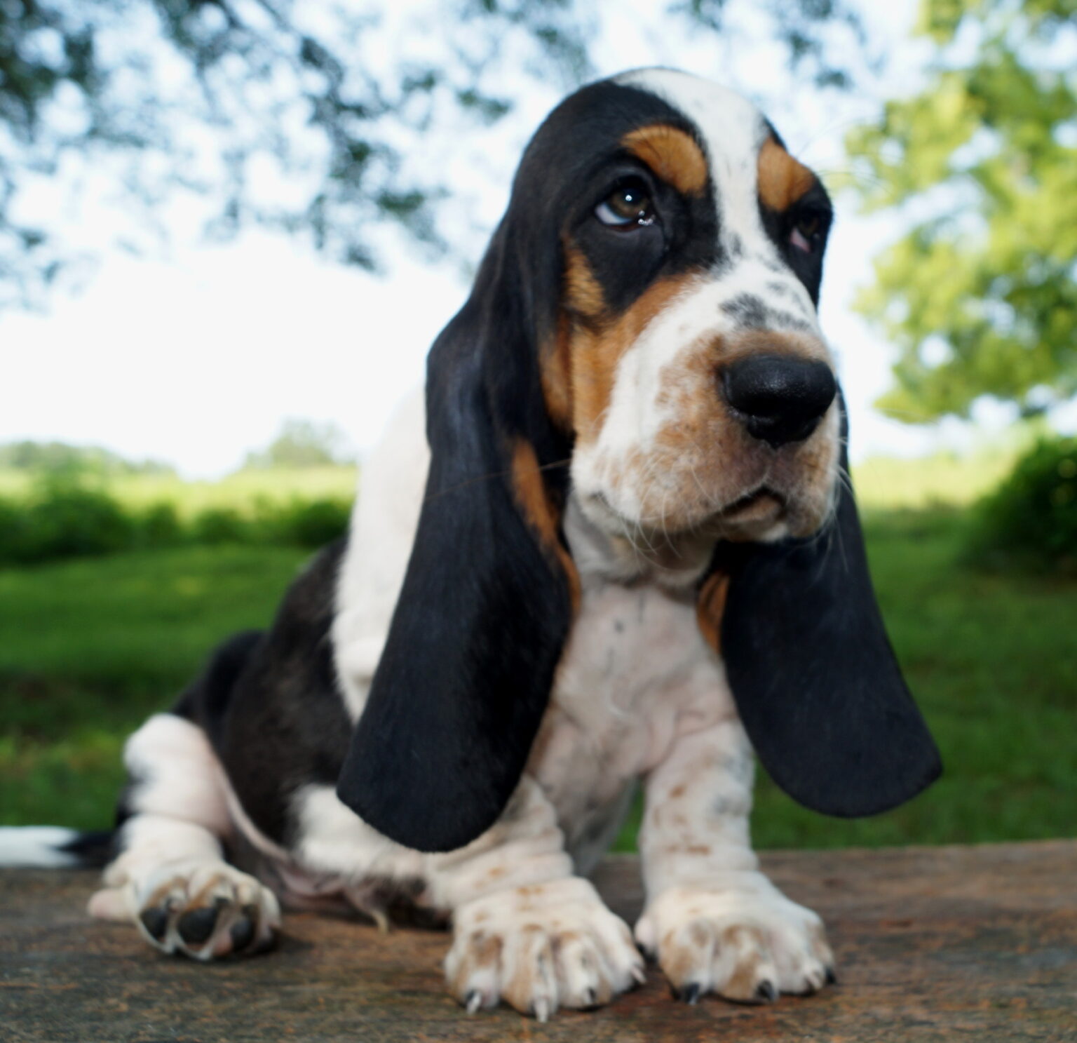 Basset Puppies - Stonewall Farm in Ava, MO