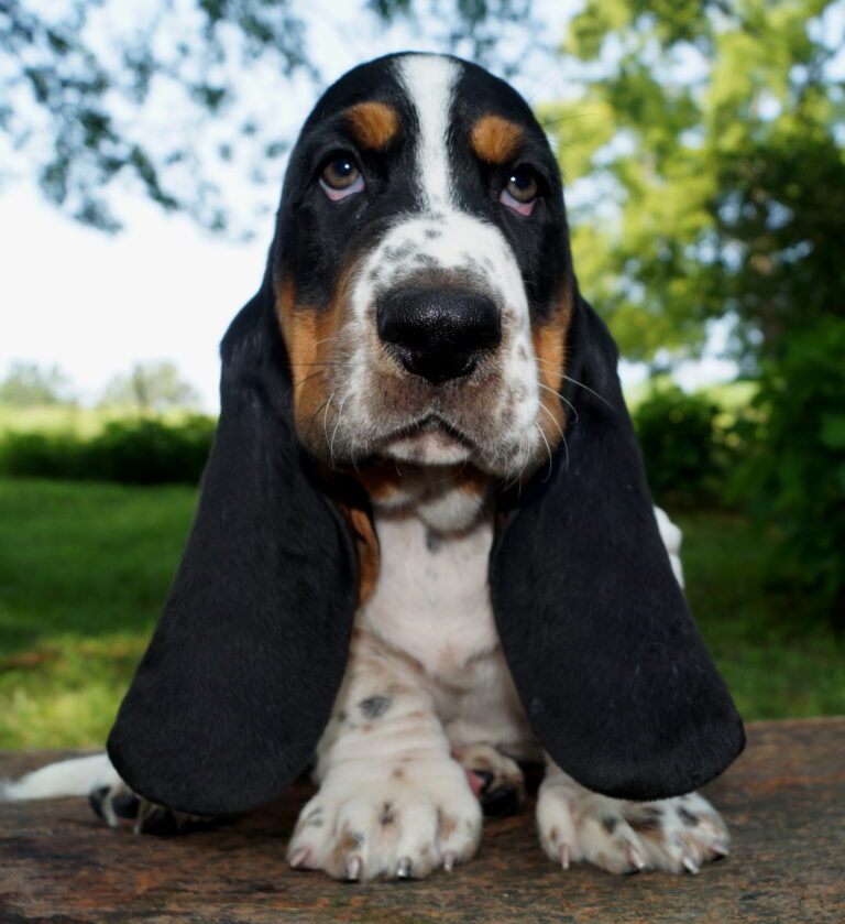Basset Puppies - Stonewall Farm in Ava, MO