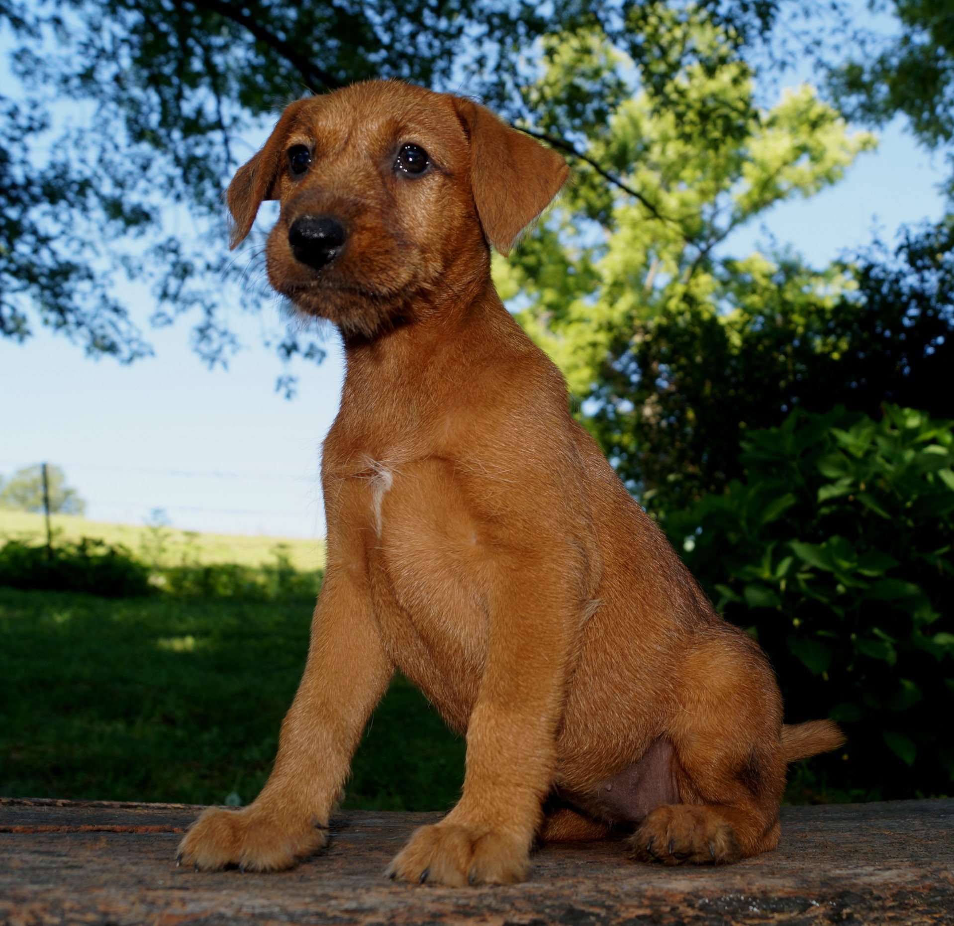 Irish Terriers - Stonewall Farm