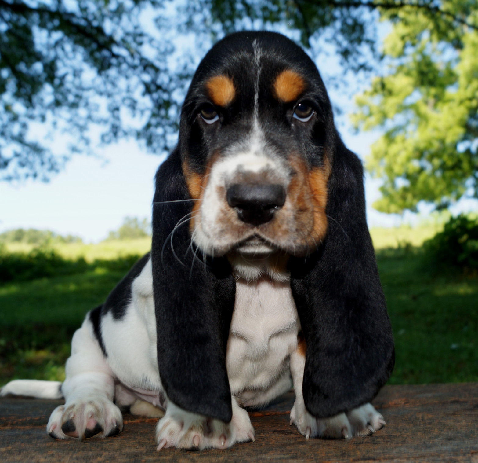 Basset Puppies - Stonewall Farm in Ava, MO