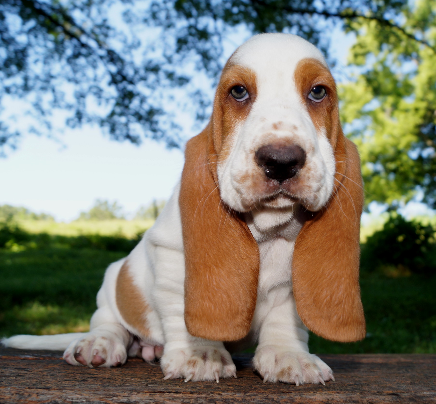 Basset Puppies - Stonewall Farm in Ava, MO
