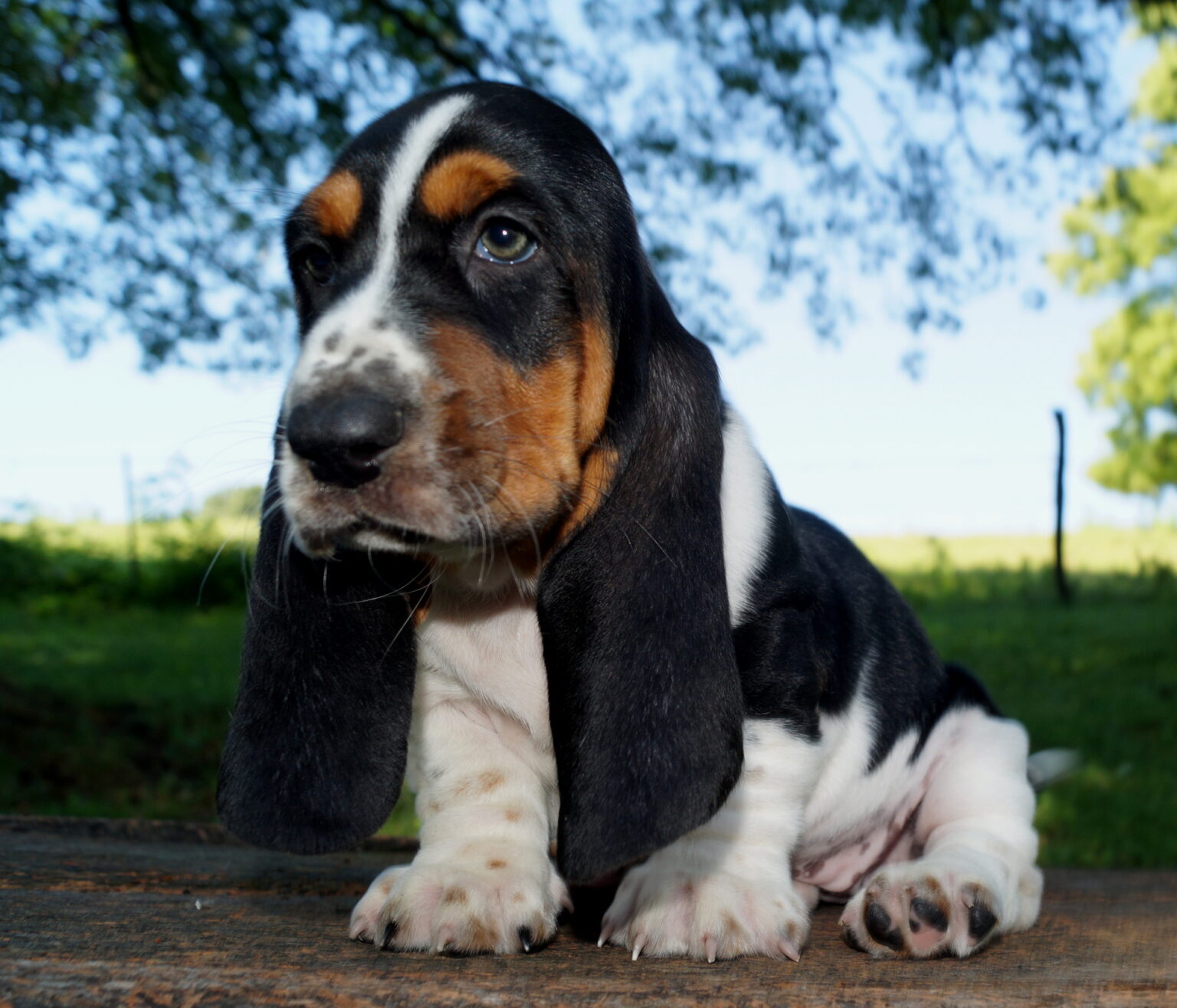 Basset Puppies - Stonewall Farm in Ava, MO