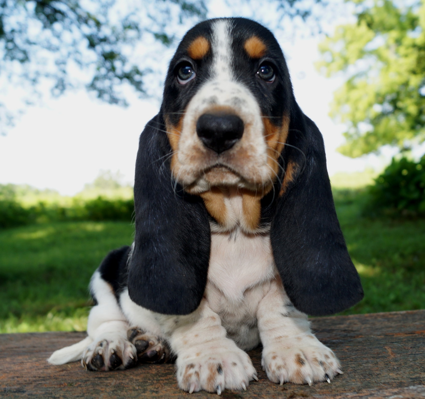 Basset Puppies - Stonewall Farm in Ava, MO