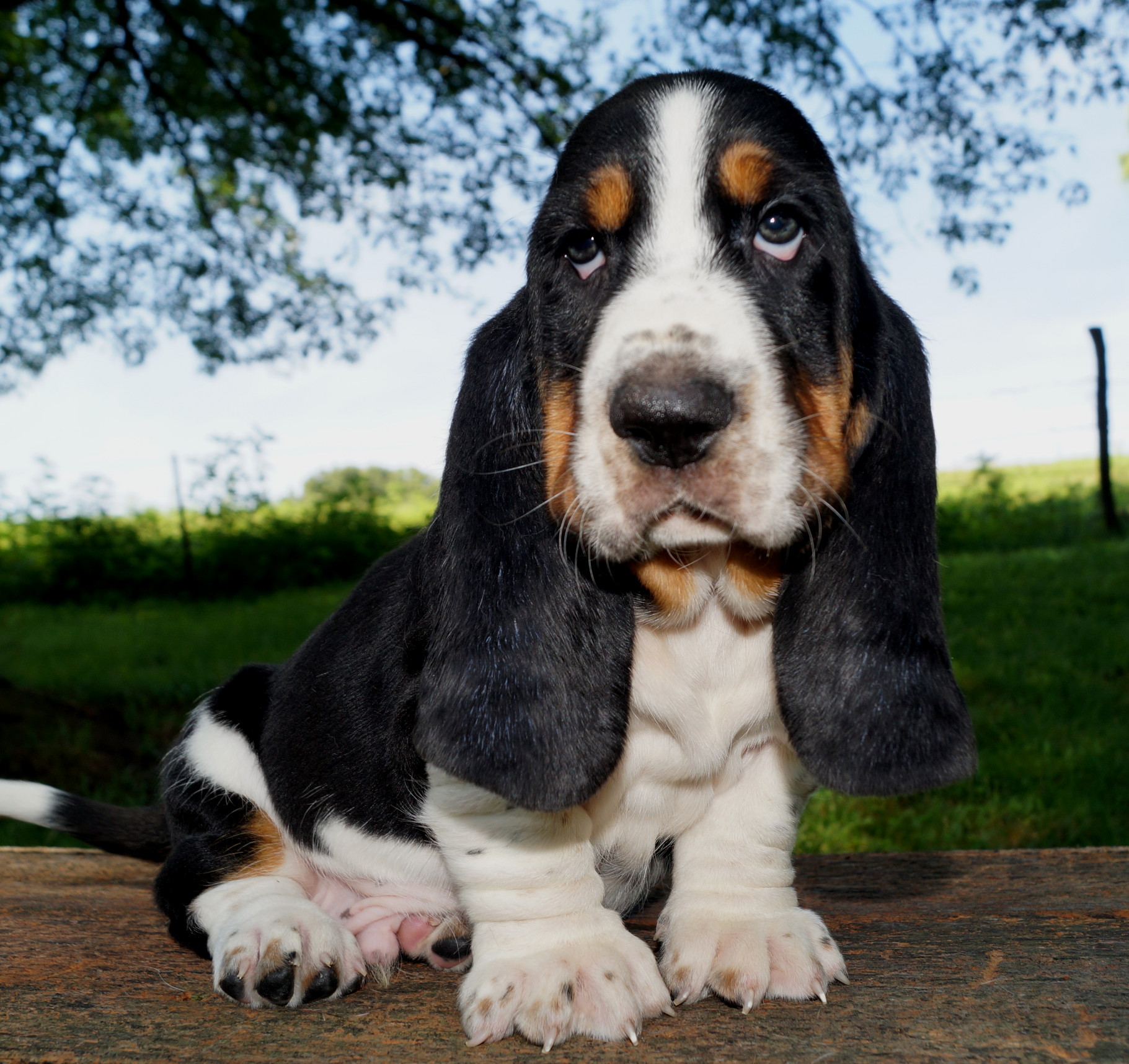 Basset Puppies - Stonewall Farm in Ava, MO